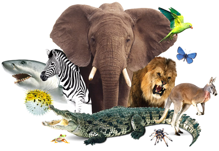 Munduko animaliak - Munduko Animaliak
